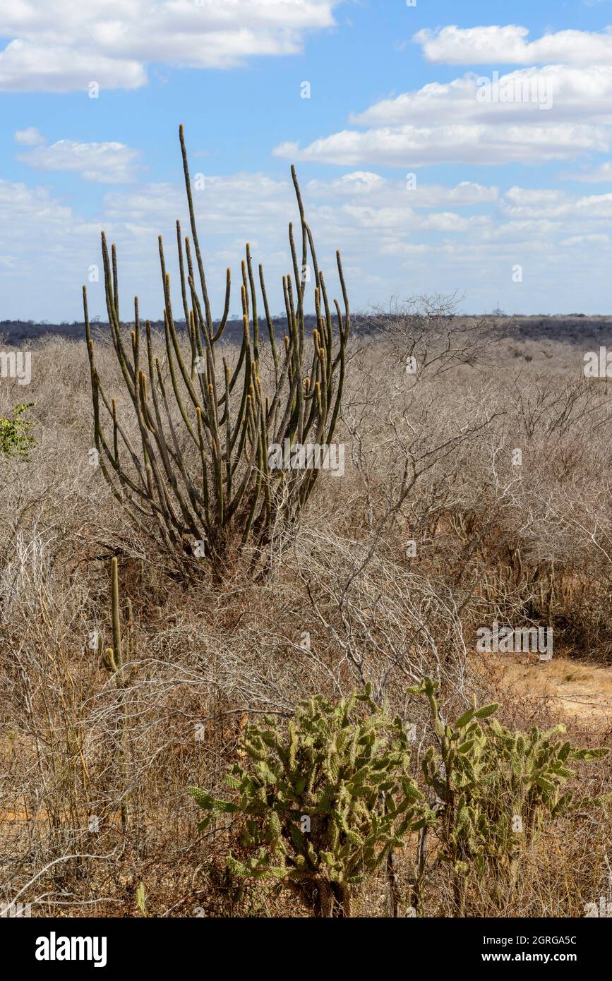 Brazilian biome caatinga, Monteiro, Paraiba, Brazil on December 29 ...