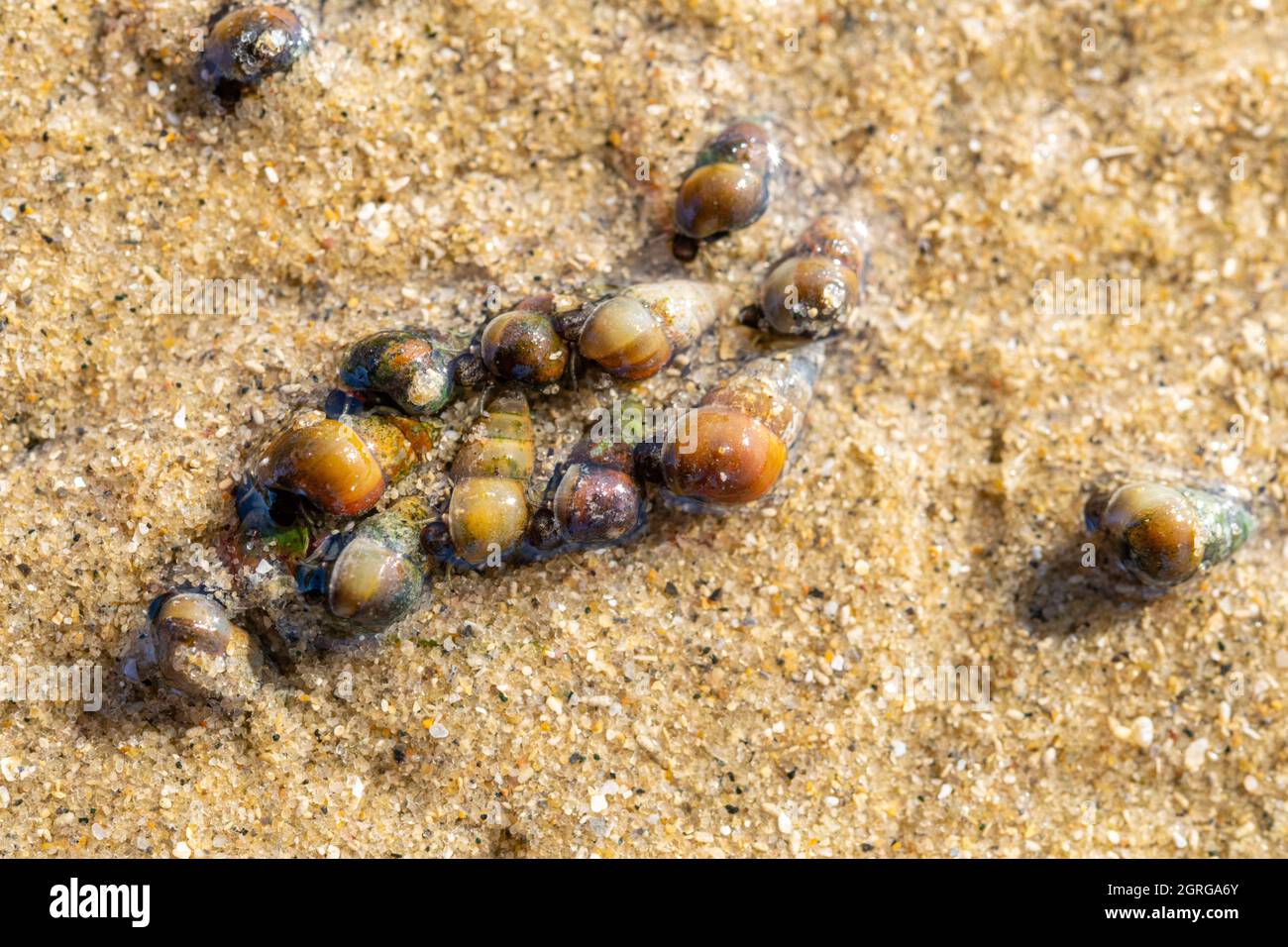 France, Somme (80), Somme Bay, Le Crotoy, Plages de la Maye, Somme Bay ...