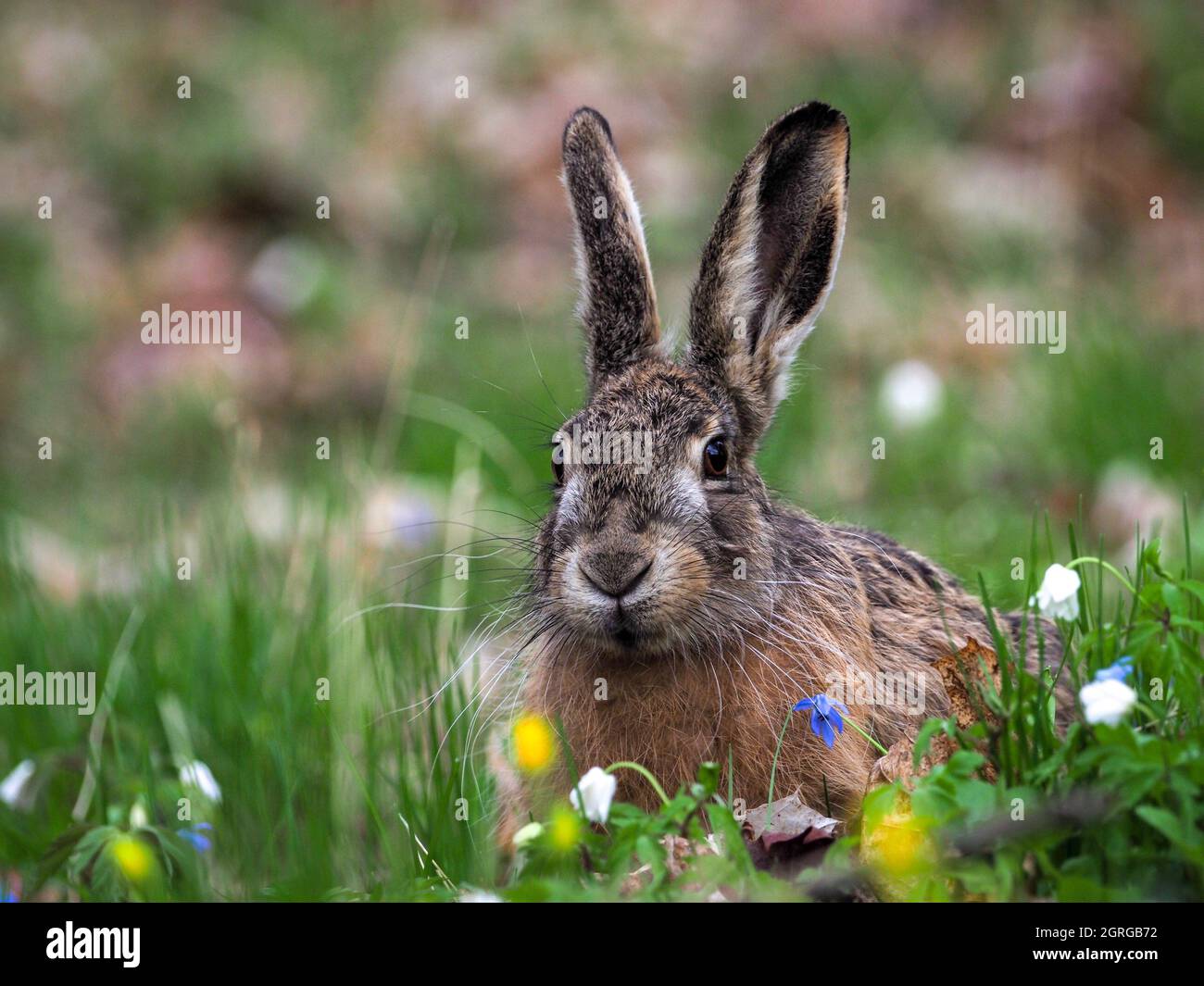 Hare in the grass hi-res stock photography and images - Alamy