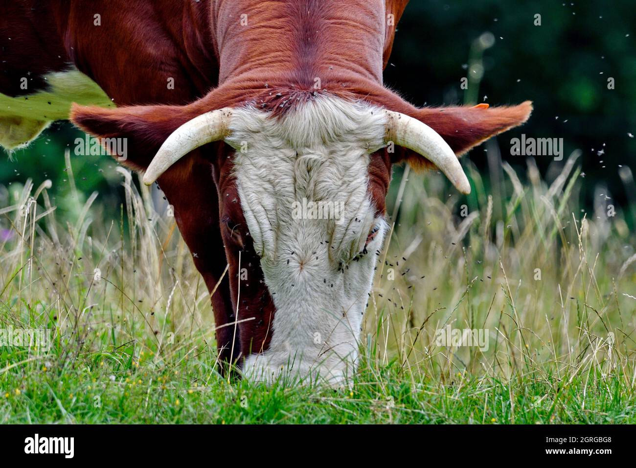 France, Doubs, Maine d'Anjou cow Stock Photo - Alamy