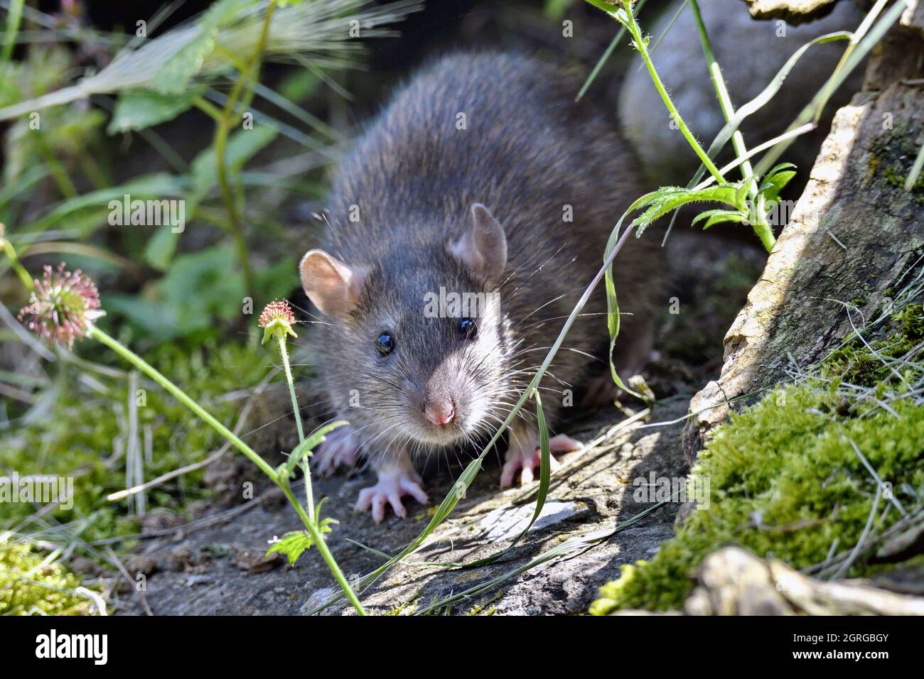 Norway rat rattus norvegicus hi-res stock photography and images - Alamy
