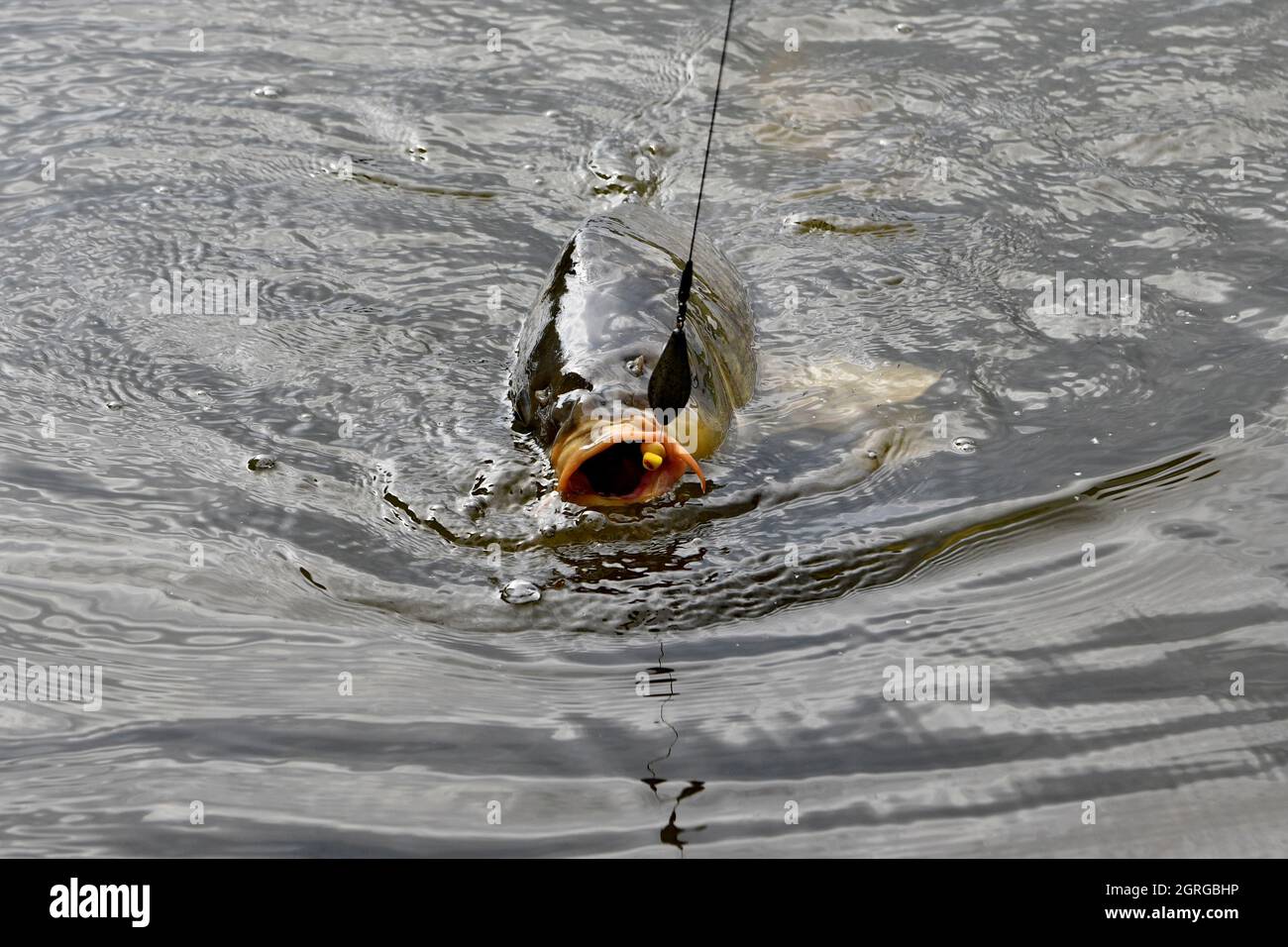 Fish scales carp hi-res stock photography and images - Alamy