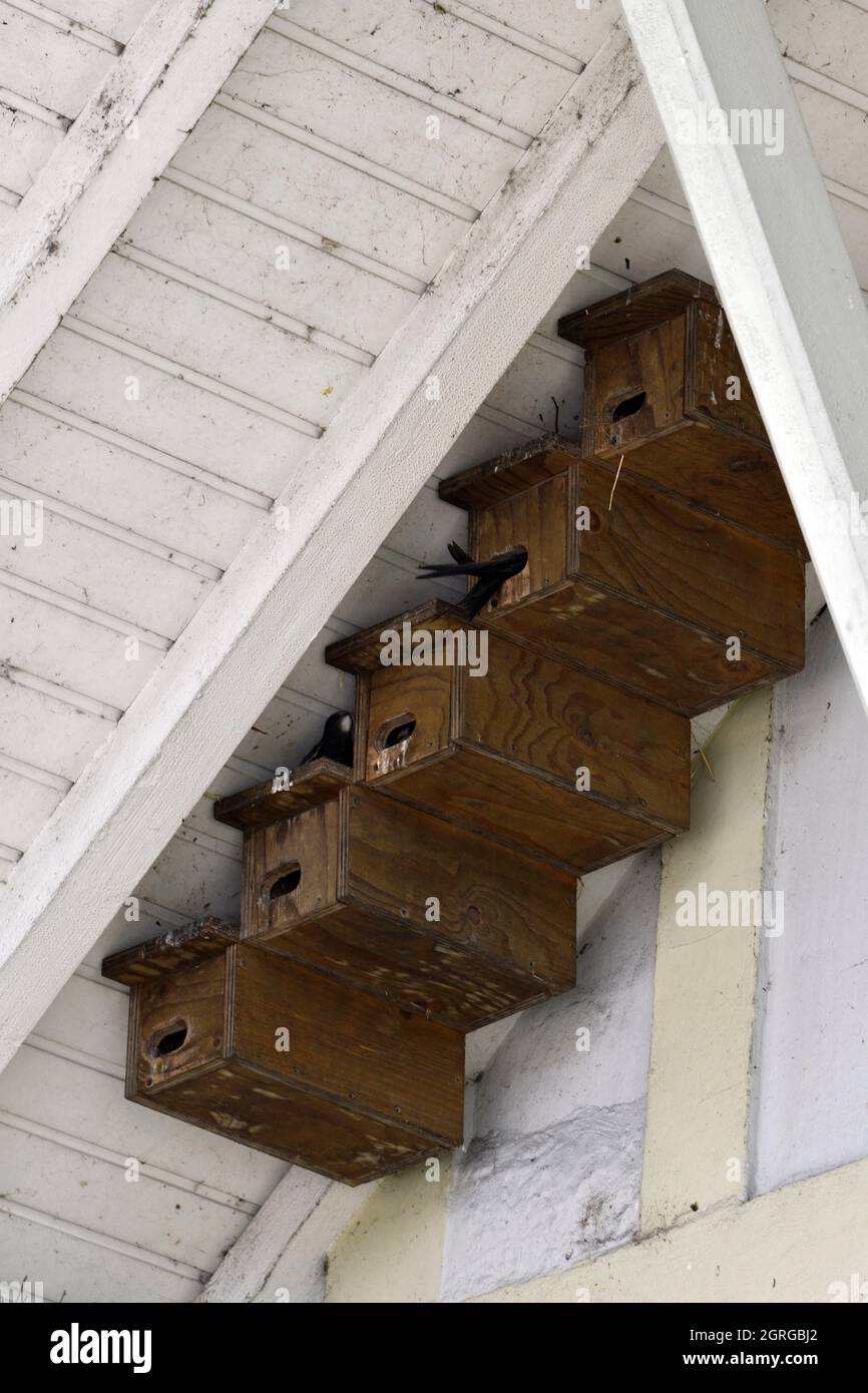 Swift boxes hi-res stock photography and images - Alamy