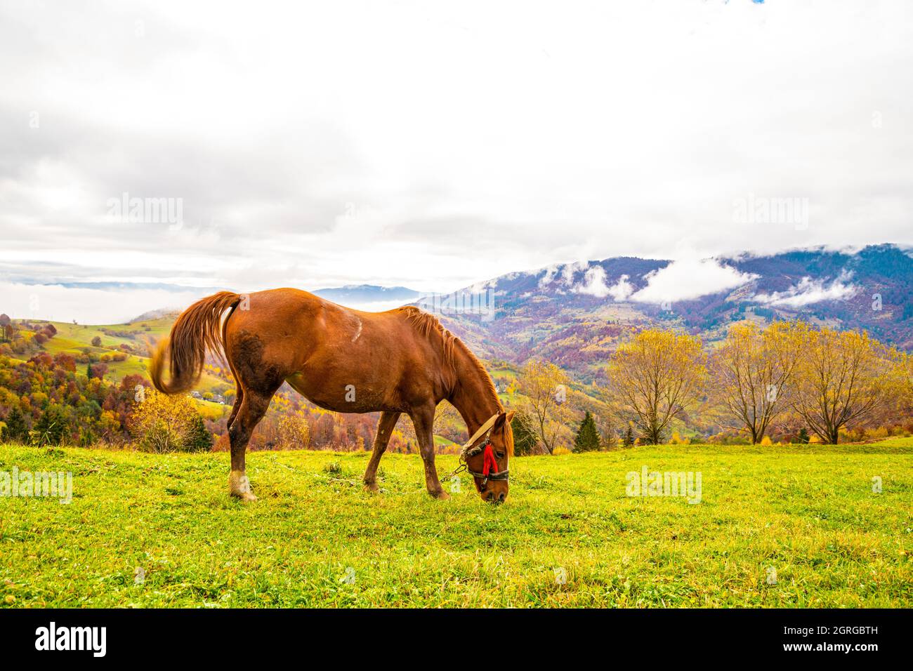 A handsome stallion walks in the field and eats juicy grass Stock Photo ...