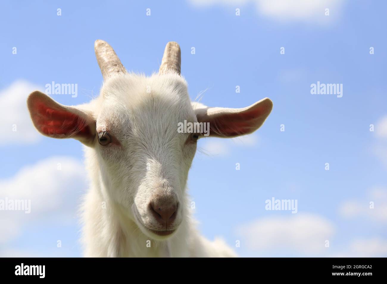 Cute goat kid against the blue sky Stock Photo - Alamy