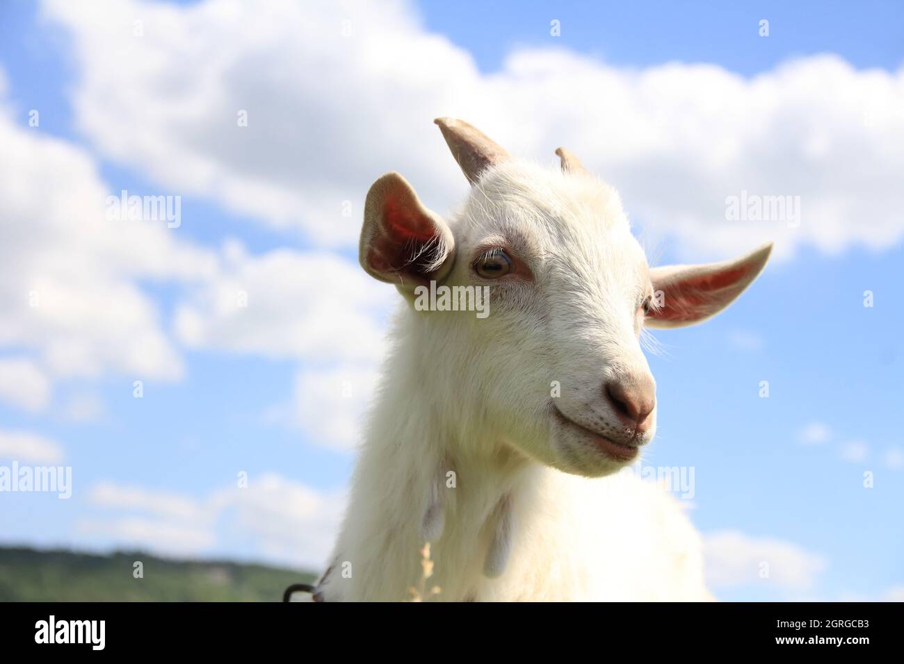 Sky goat hi-res stock photography and images - Alamy