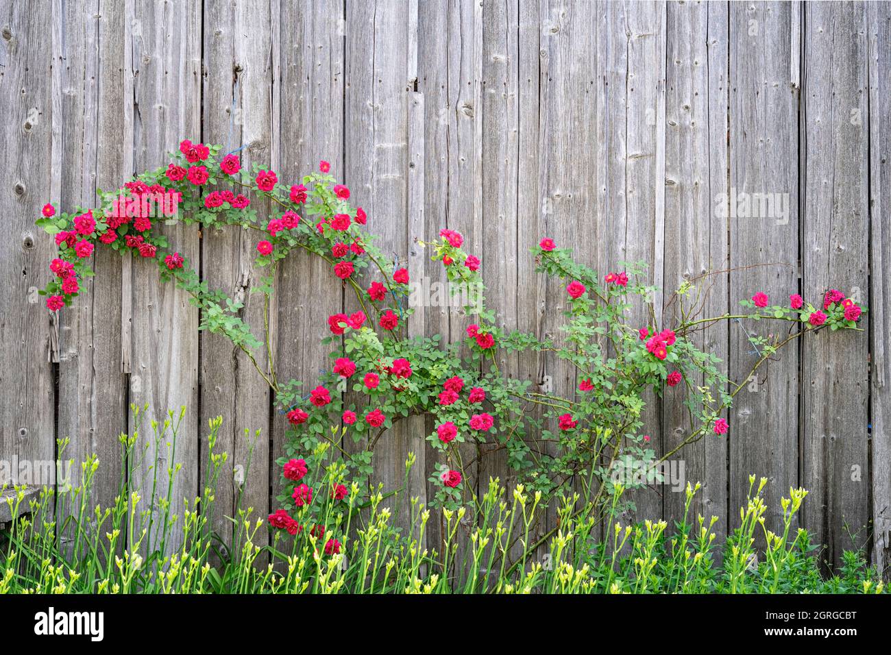 Roses on timber boards wall background. Old wood boards with climbing ...