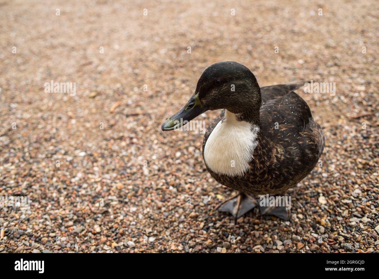 Manky mallard hi-res stock photography and images - Alamy