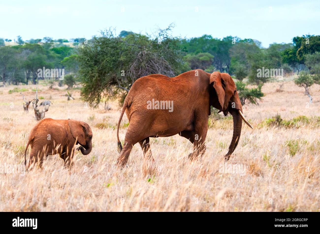 Kenya, Taita Hills Wildlife Sanctuary, Elephants mother and Calf ...