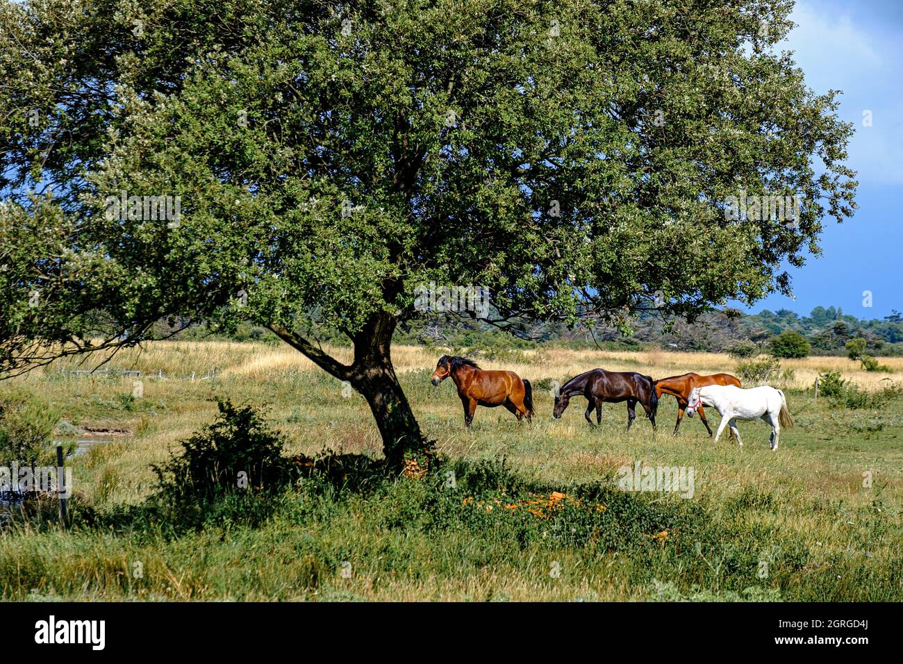 France, Charente-Maritime, island of Oleron, marsh Stock Photo - Alamy
