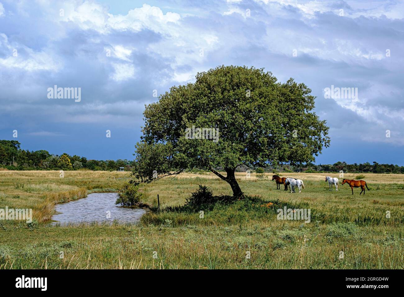 France, Charente-Maritime, island of Oleron, marsh Stock Photo - Alamy