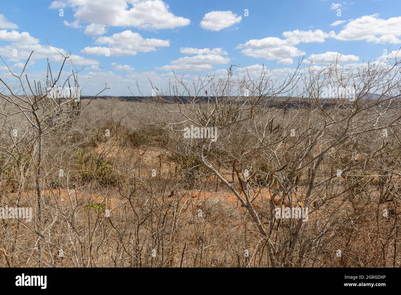 Monteiro brazil hi-res stock photography and images - Alamy