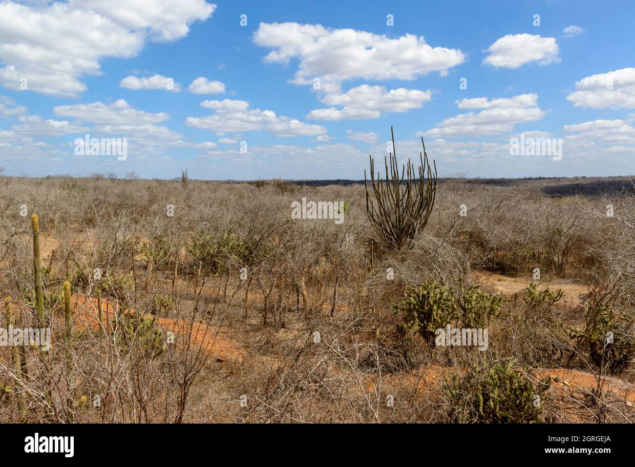 Brazilian biome caatinga, Monteiro, Paraiba, Brazil on December 29 ...
