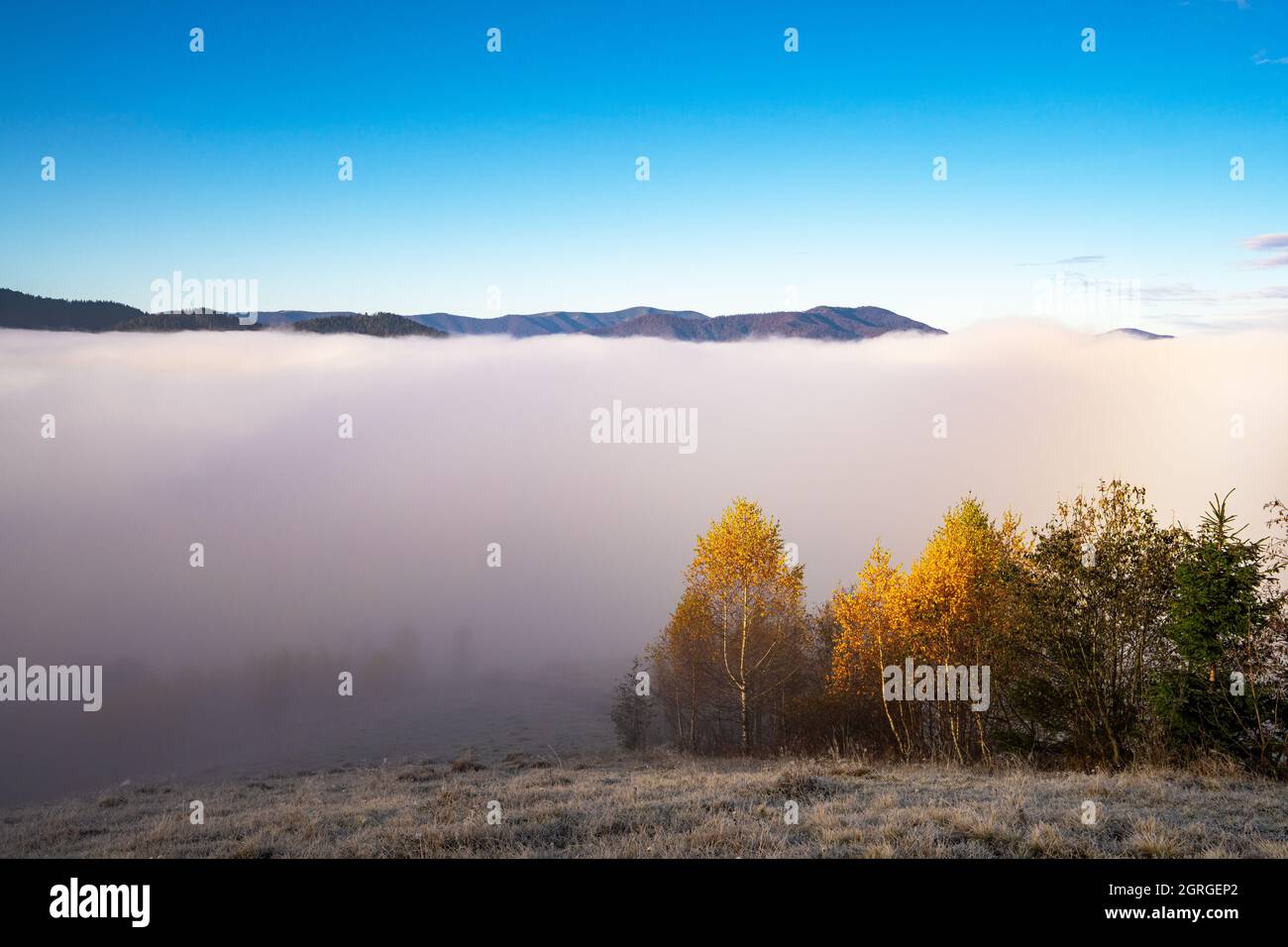 Grey mist covered with the colorful trees on mountain hils Stock Photo ...