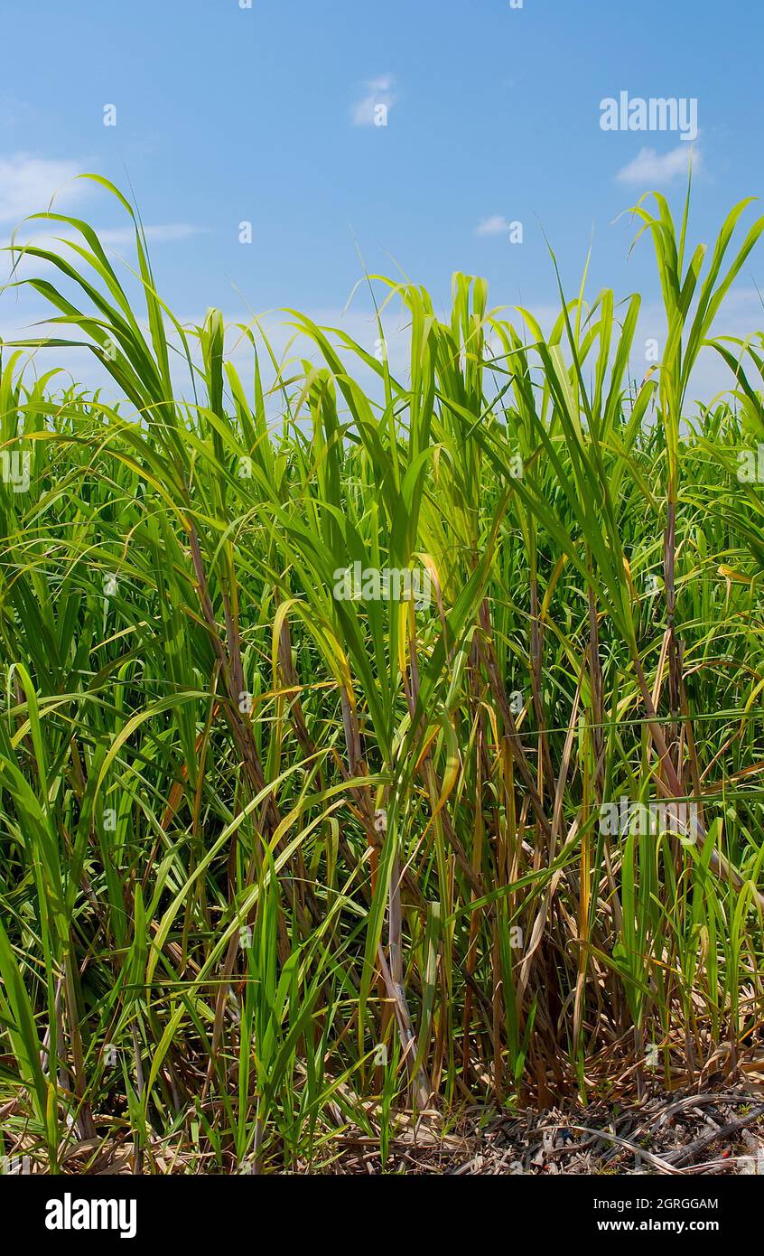 Cane field with green leaves and blue sky. Scene background Stock Photo ...