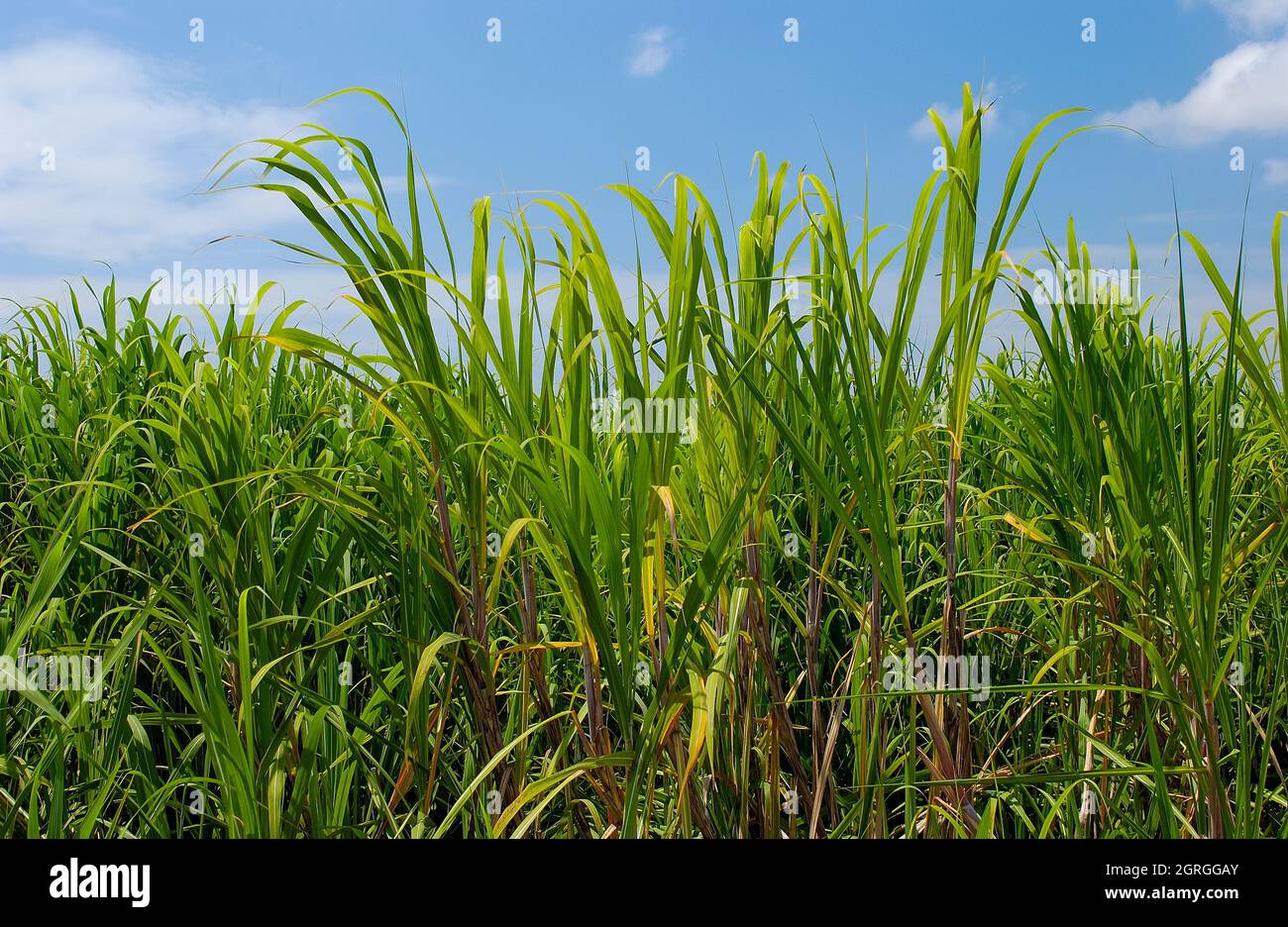 Cane field with green leaves and blue sky. Scene background Stock Photo ...