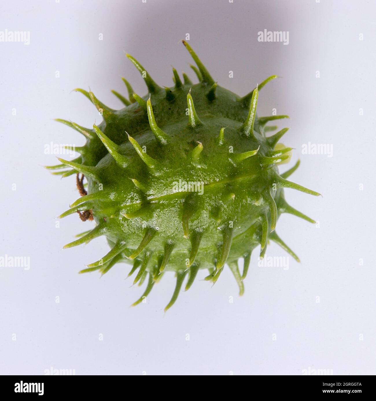 Castor bean seed isolated on white background Stock Photo - Alamy