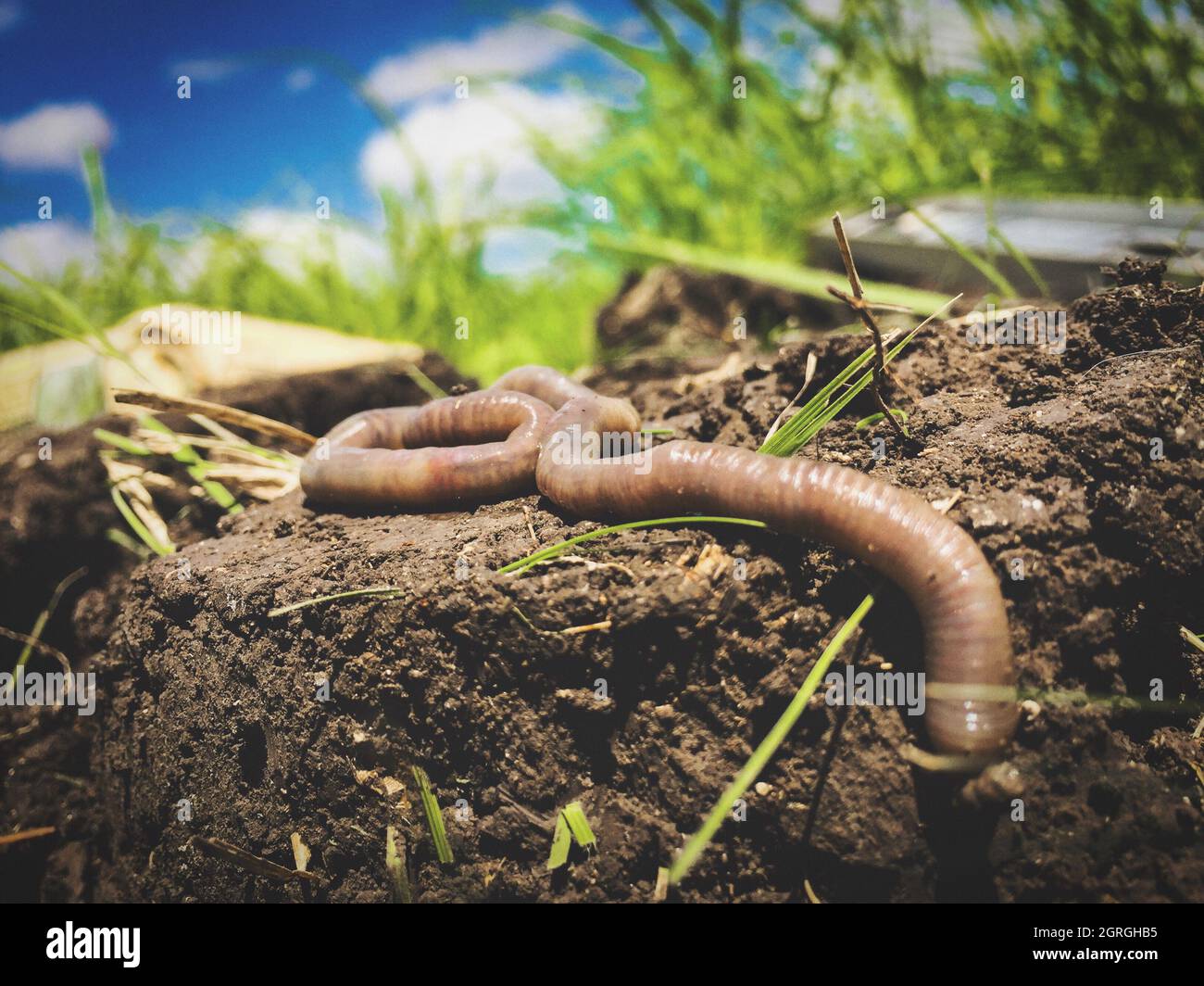 Worm pipe hi-res stock photography and images - Alamy