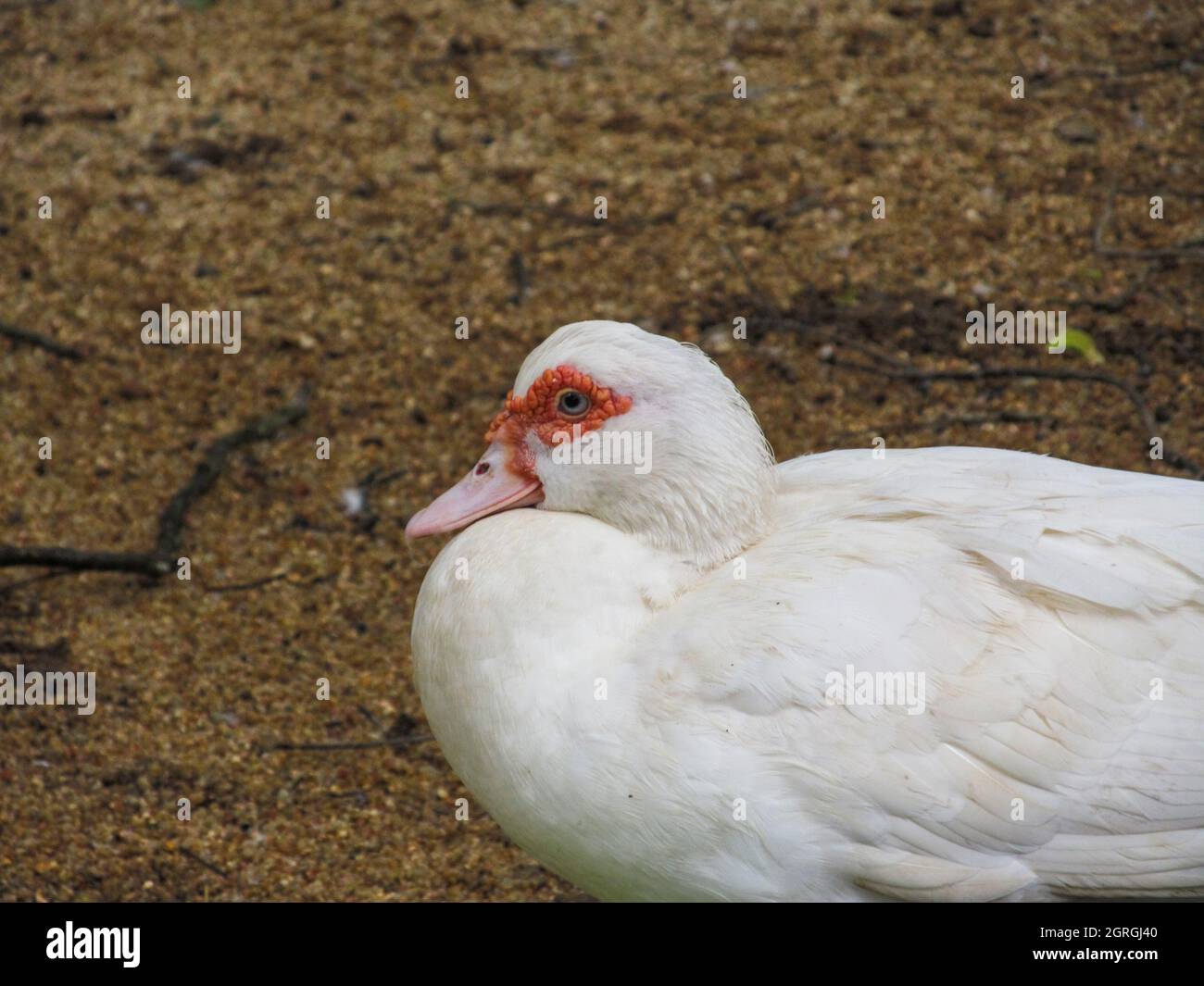 Duck mouth open hi-res stock photography and images - Alamy