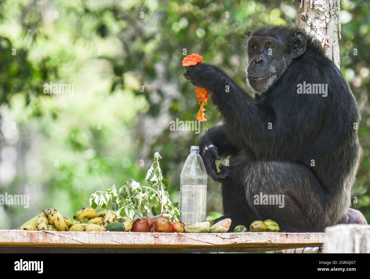 Chimpanzee eating banana hi-res stock photography and images - Alamy