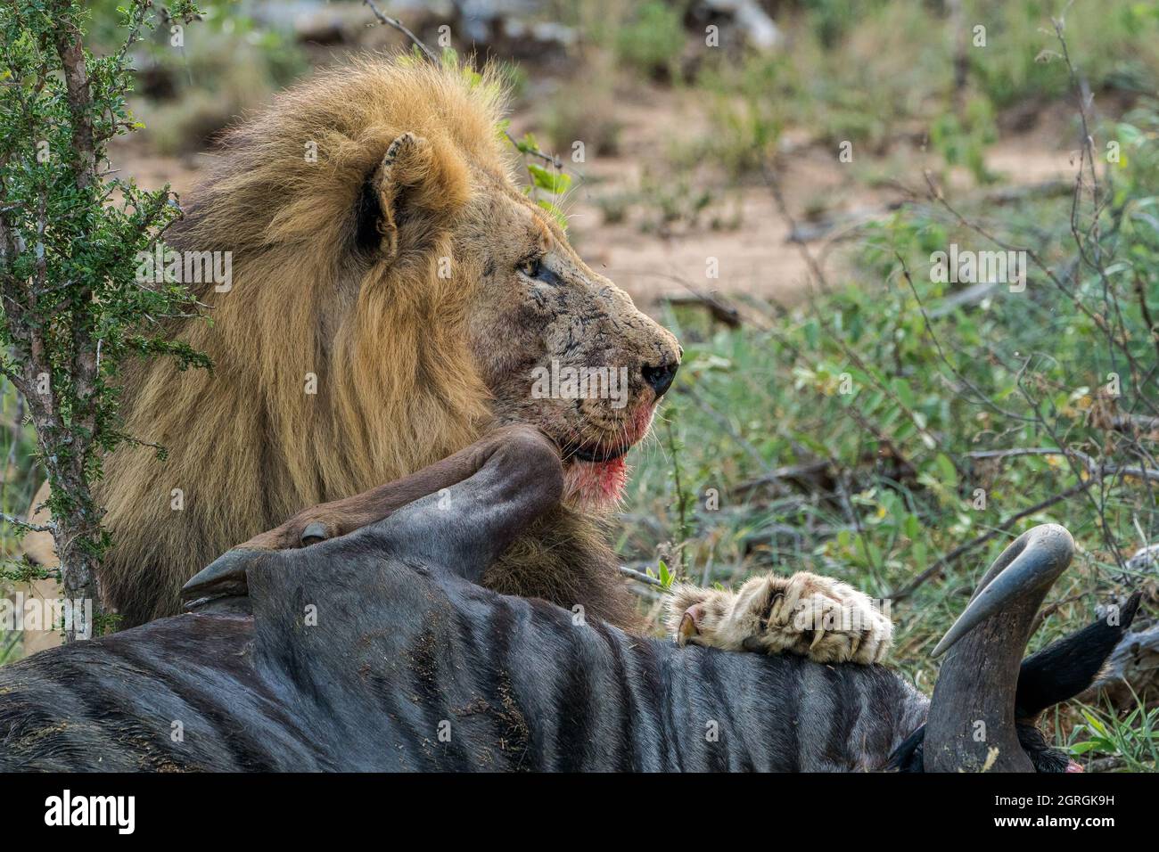 Nelspruit safari hi-res stock photography and images - Alamy