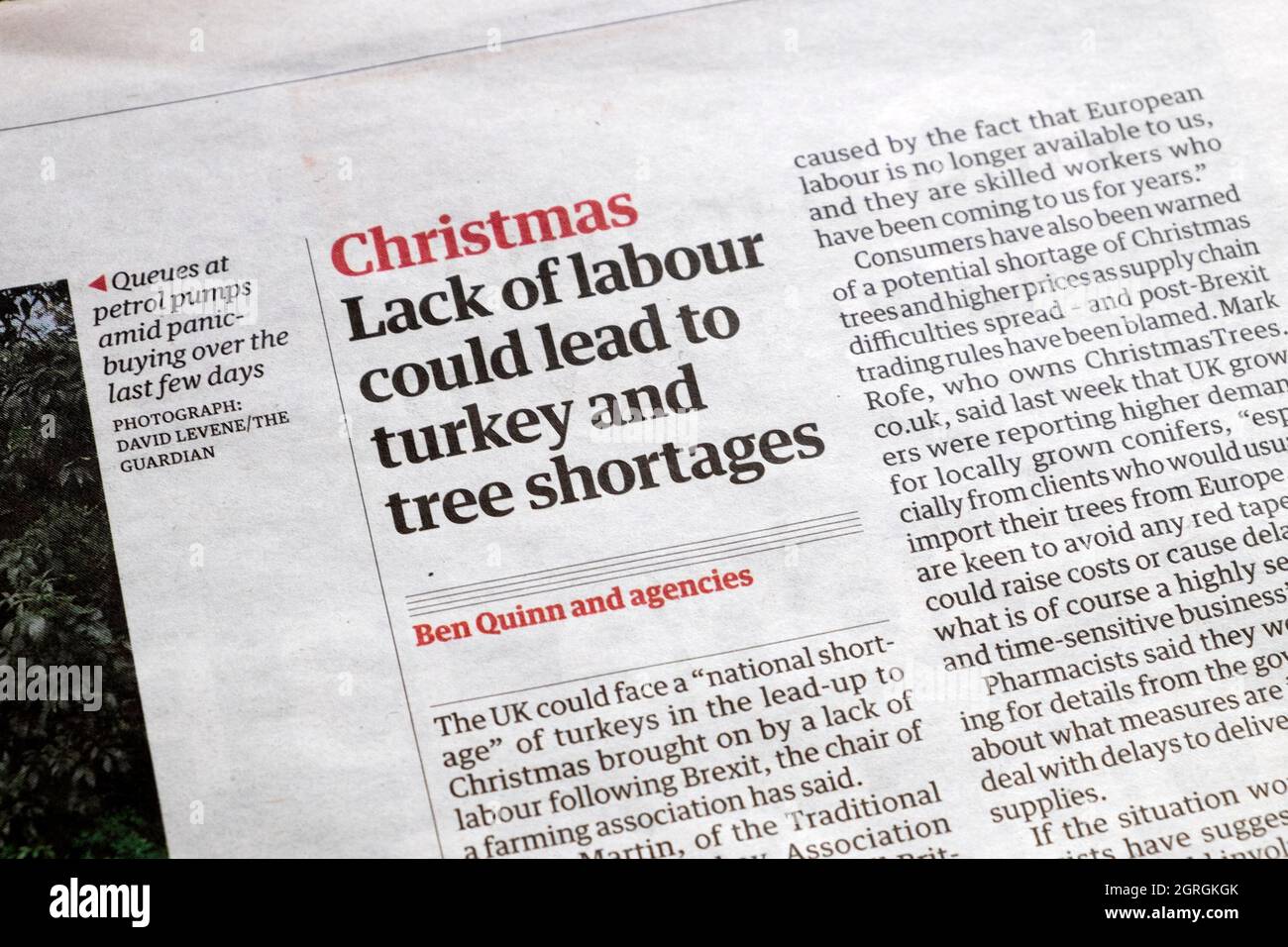 "Christmas Lack of labour could lead to turkey and tree shortages ...