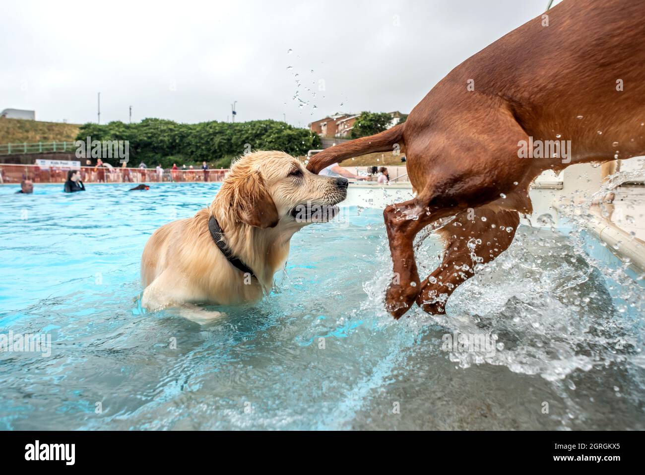Saltdean, September 25th 2021: The annual end-of-season dog swim ...