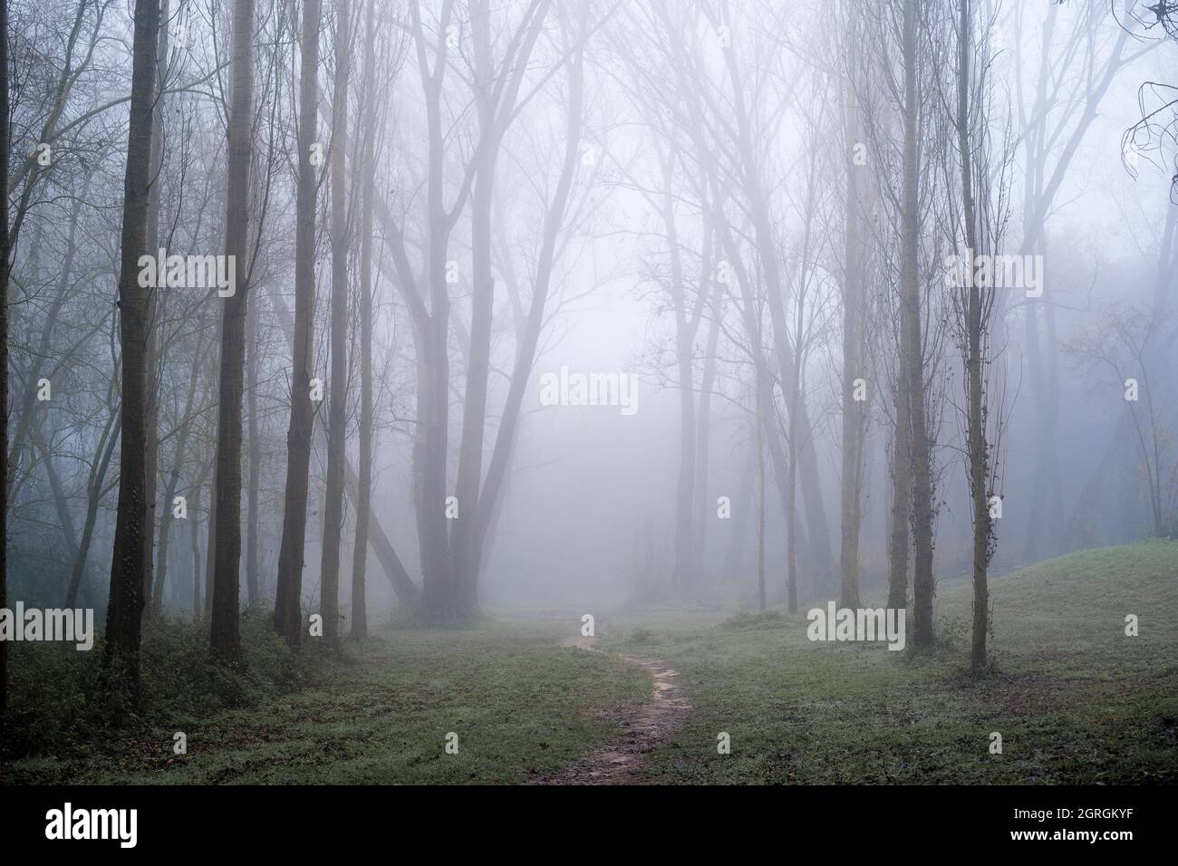 Plane tree forest hi-res stock photography and images - Alamy