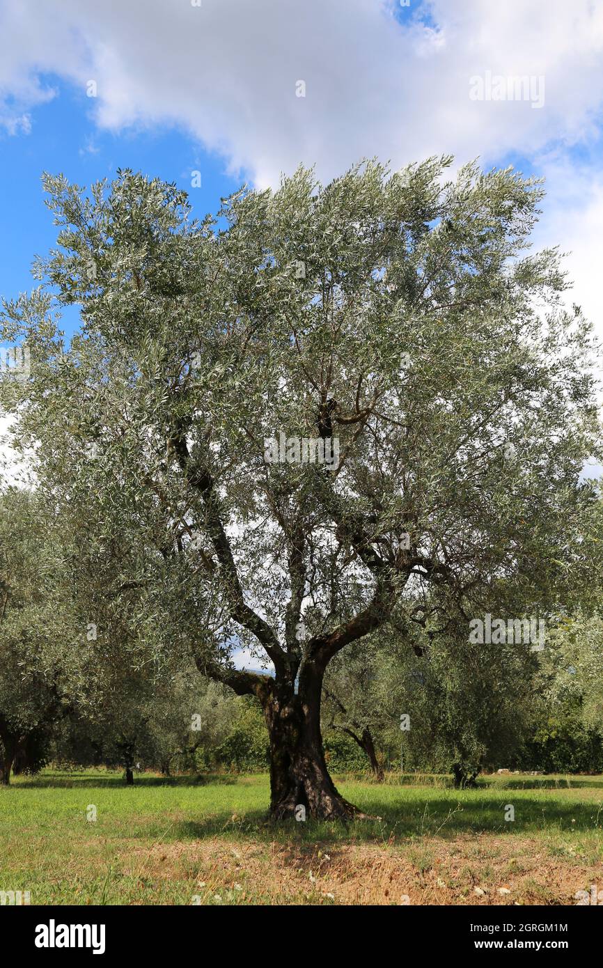 very large ancient olive tree with olives in the Mediterranean area for ...