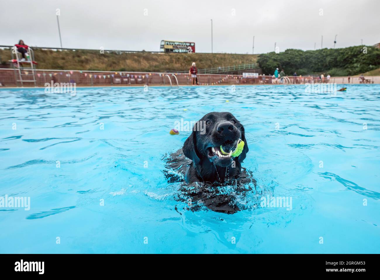 Saltdean, September 25th 2021: The annual end-of-season dog swim ...