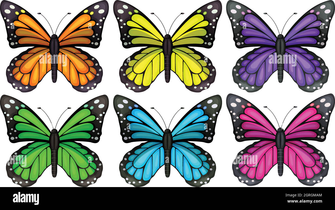 Butterflies moths lepidoptera insecta hi-res stock photography and ...