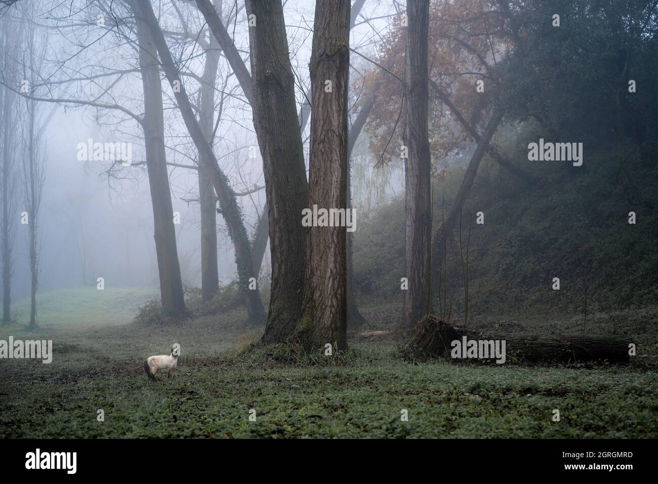 siamese cat in forest with dense fog and path in catalonia, spain Stock ...