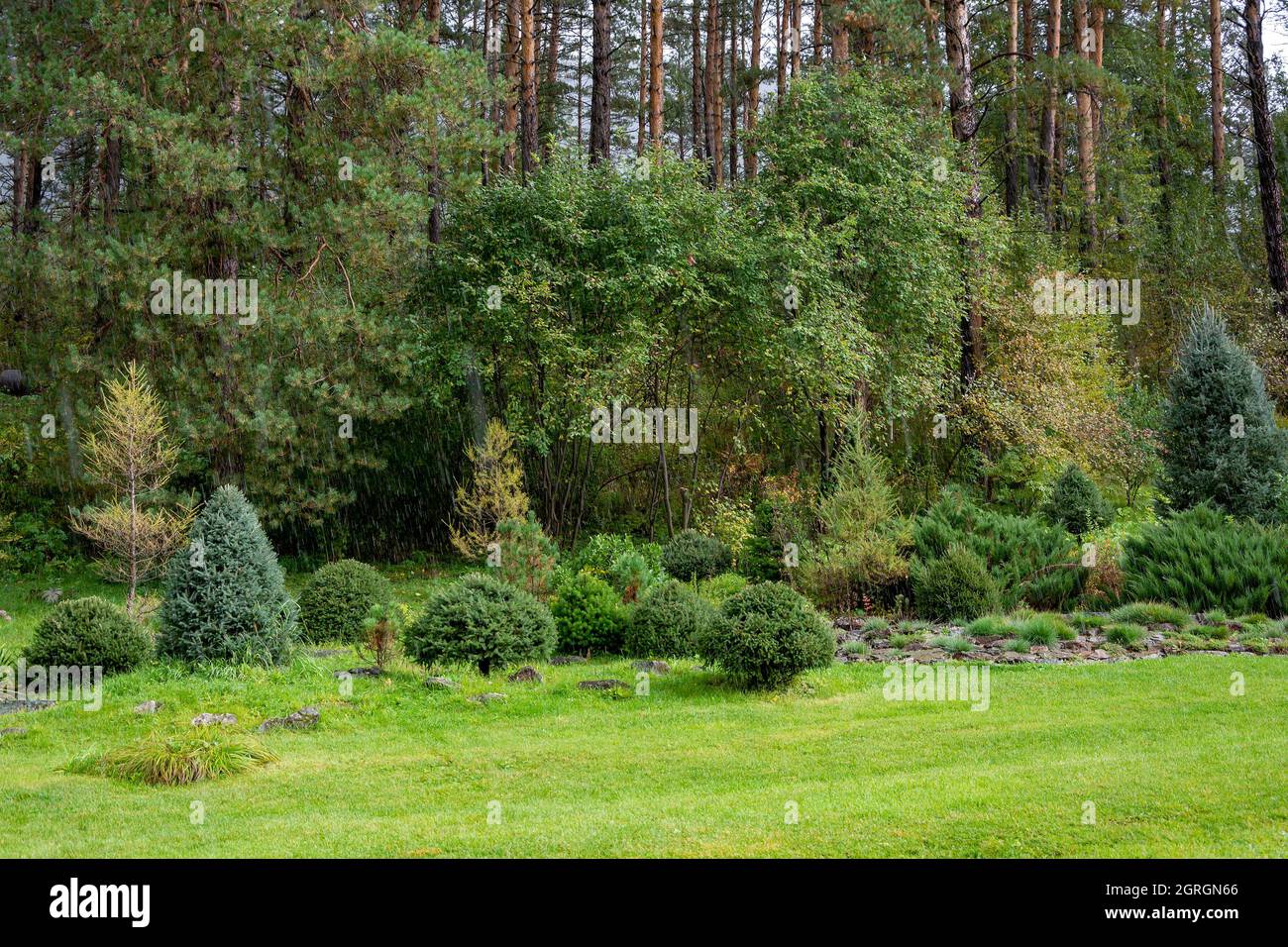 Landscape garden on the edge of a pine forest under autumn rain, Gorny ...