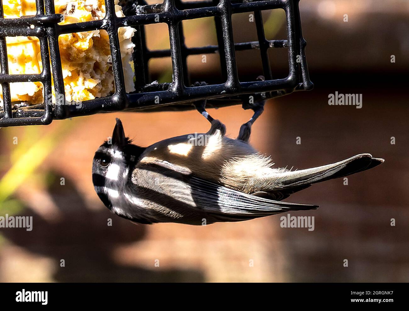 Bottom feeder hi-res stock photography and images - Alamy