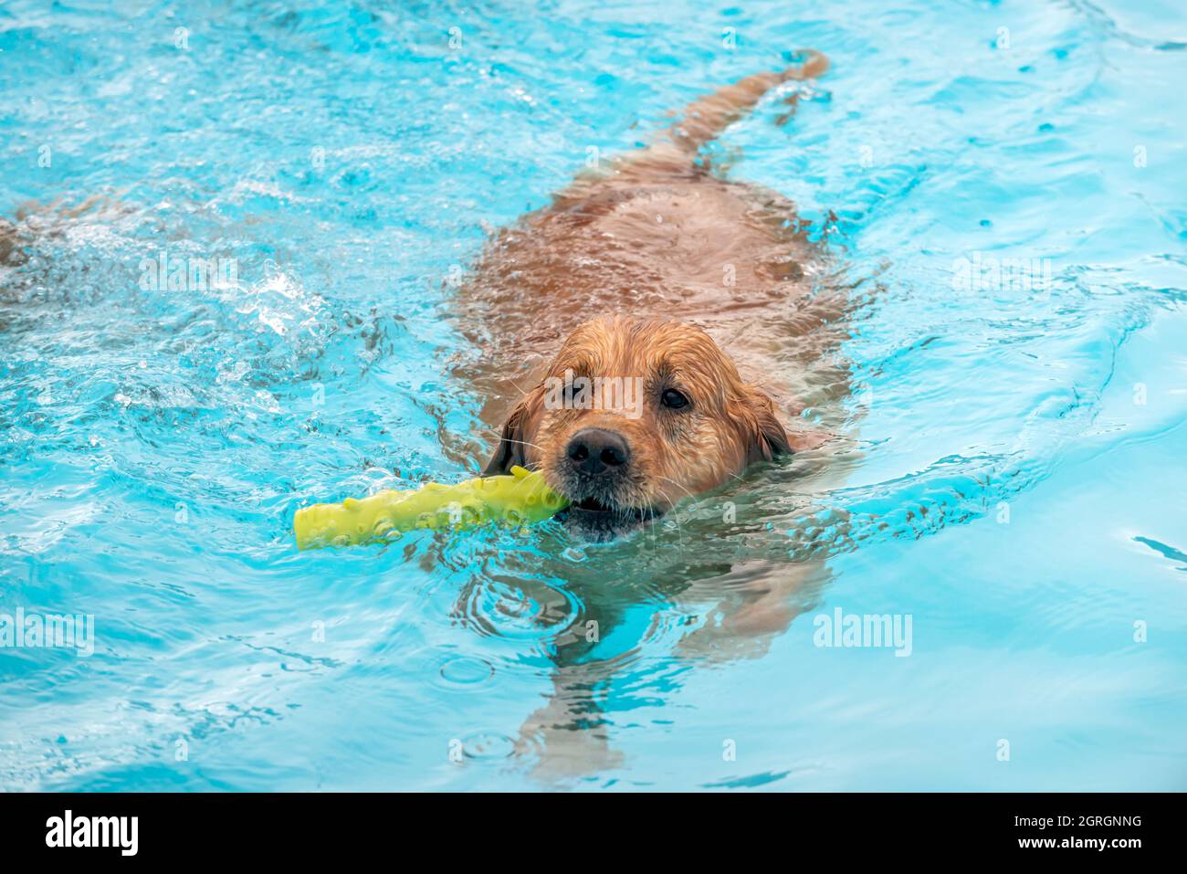 Saltdean, September 25th 2021: The annual end-of-season dog swim ...