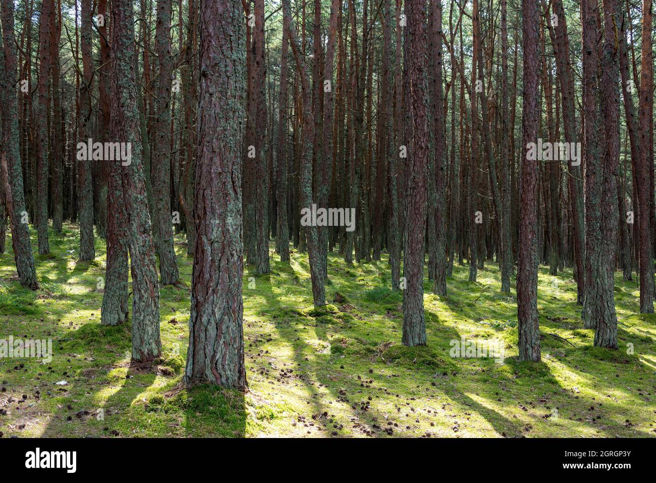 Pine forest with curved trunks called "dancing forest", Curonian spit ...