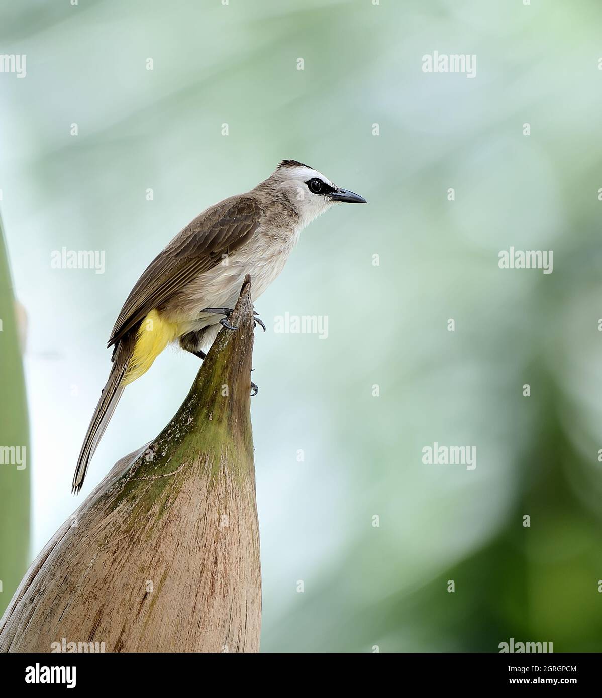 Bülbül art hi-res stock photography and images - Alamy