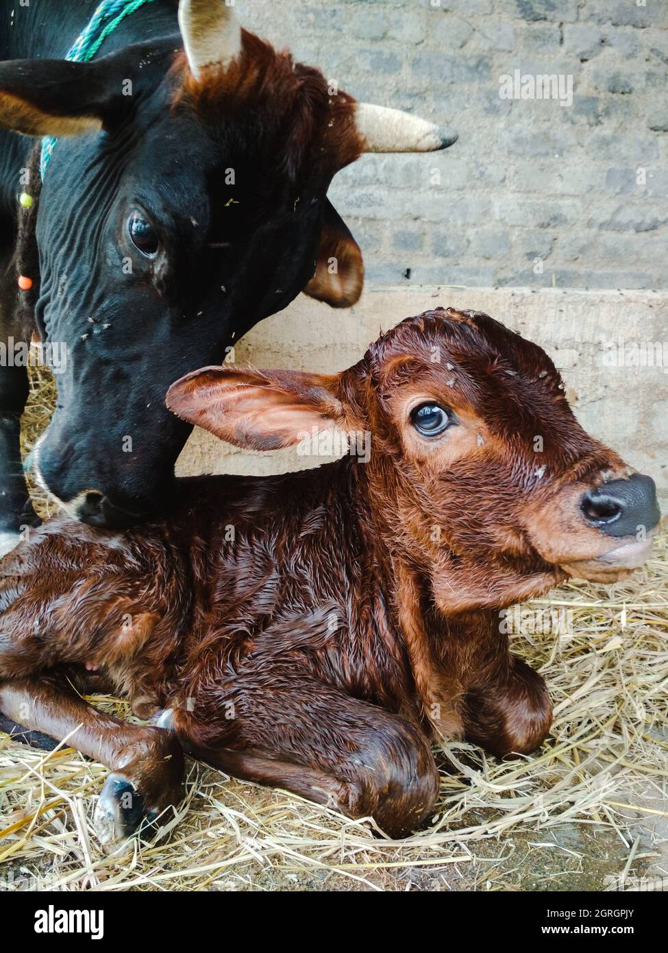 Calf just born hi-res stock photography and images - Alamy