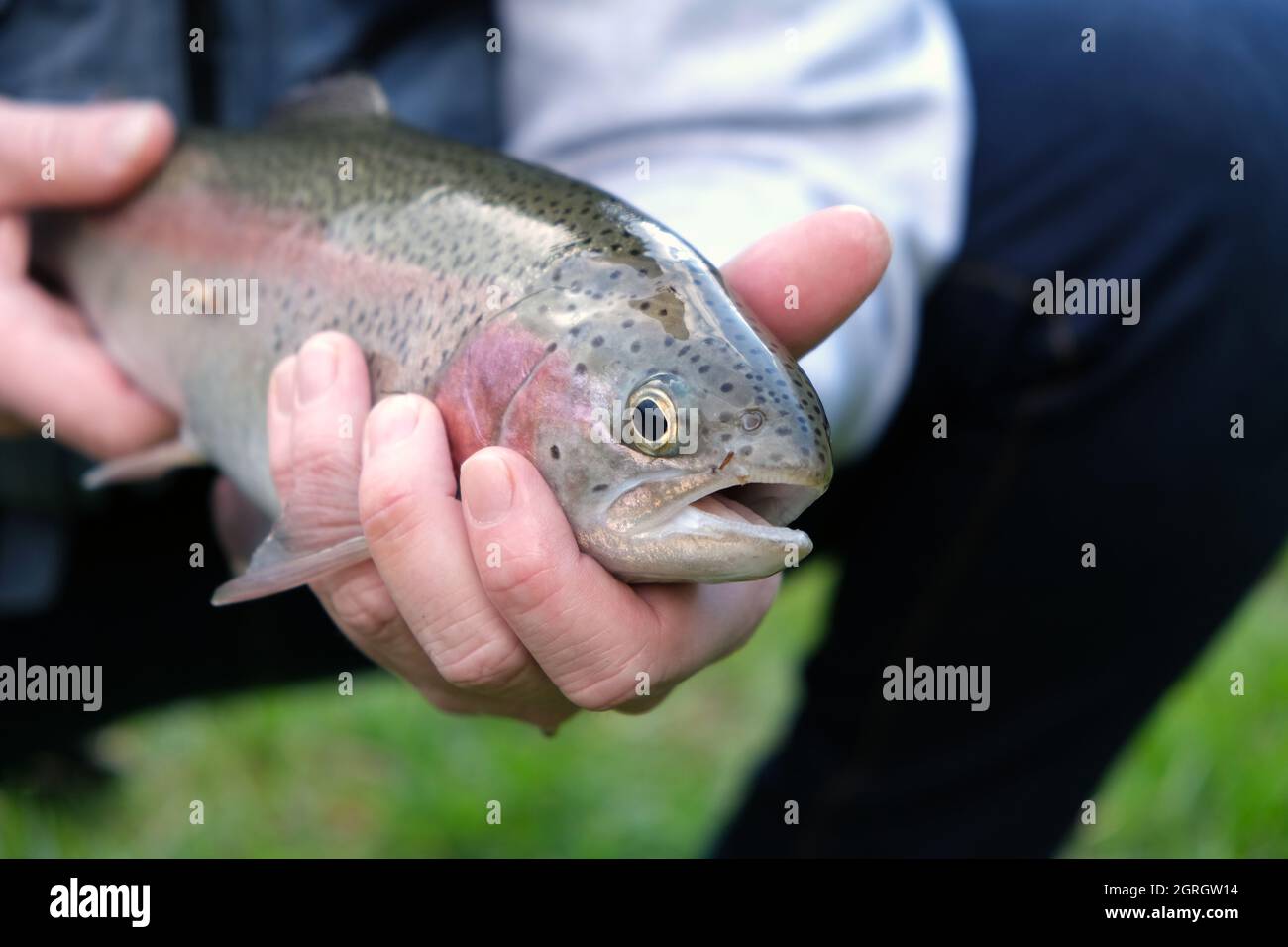 Holding fish in hands hi-res stock photography and images - Alamy