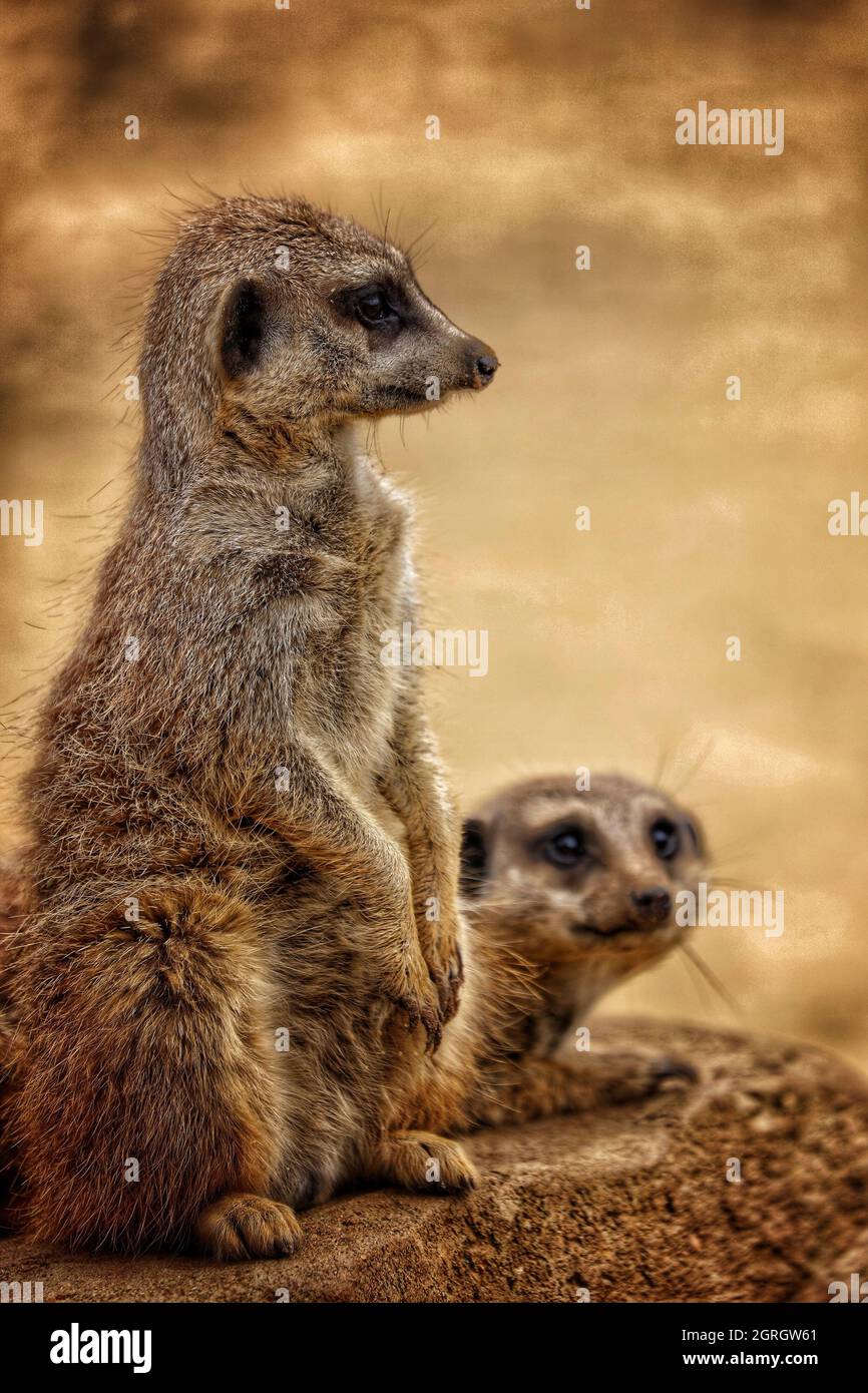 Monkeys on sand hi-res stock photography and images - Alamy