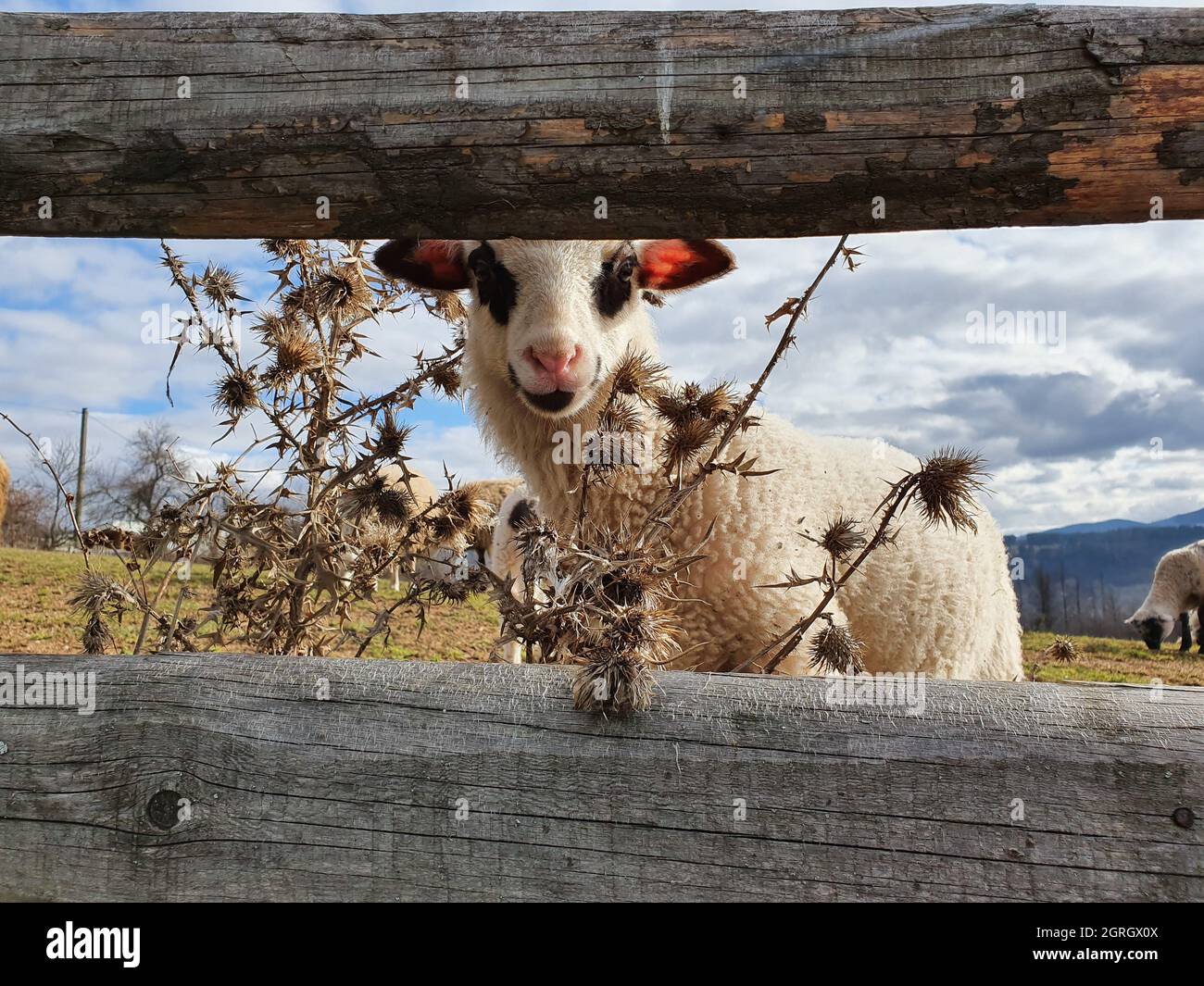 Cute sheep in a farmland Stock Photo - Alamy