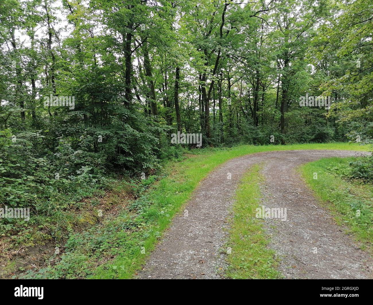 Path leads to the forest Stock Photo - Alamy