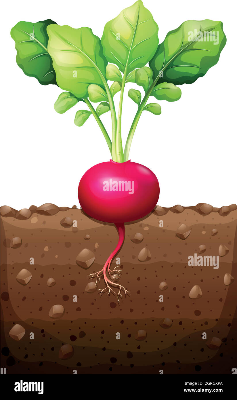 Radish Plant Diagram