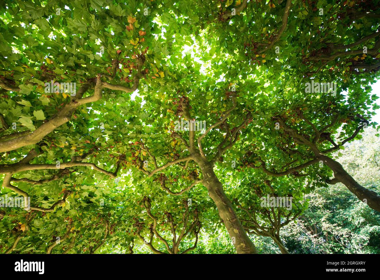 Environment green living landscapes Stock Photo - Alamy