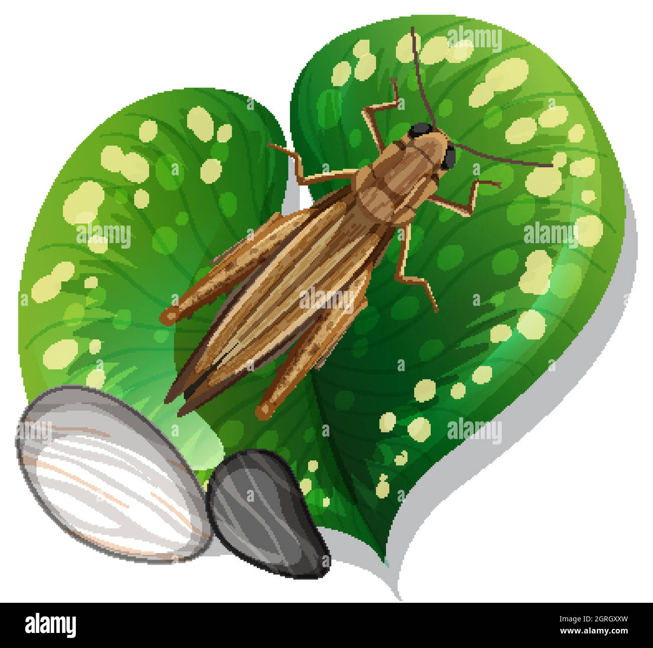 Illustration of a grasshopper hi-res stock photography and images - Alamy