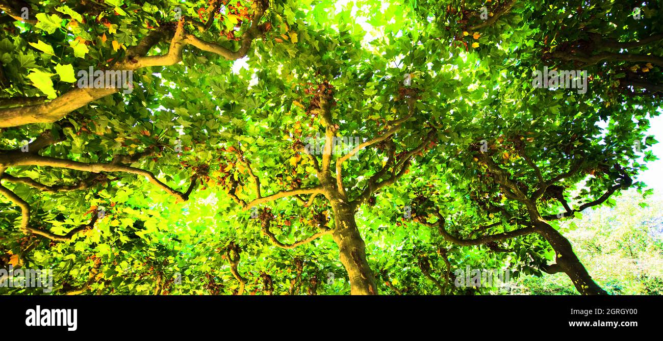 Environment green living landscapes Stock Photo - Alamy