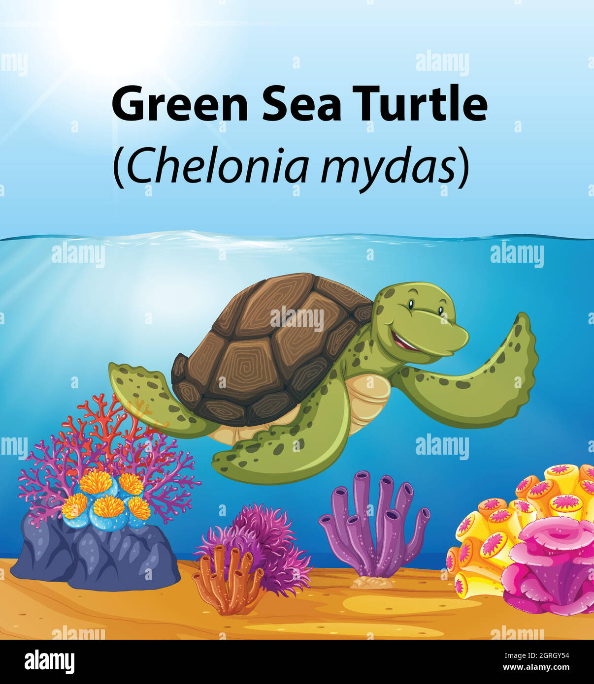 Green sea turtle in ocean Stock Vector Image & Art - Alamy