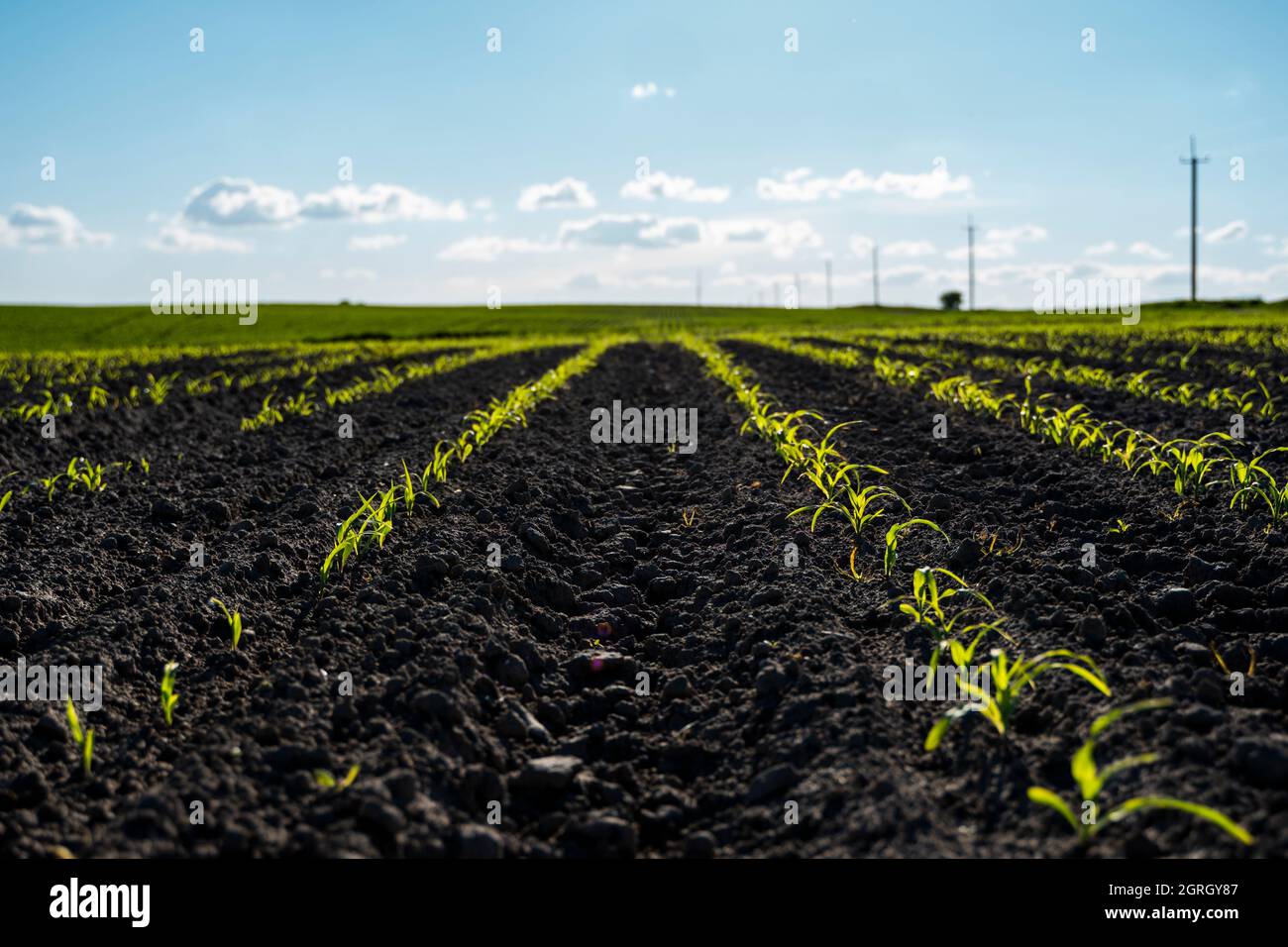 Rows of corn sprouts beginning to grow. Young corn seedlings growing in ...
