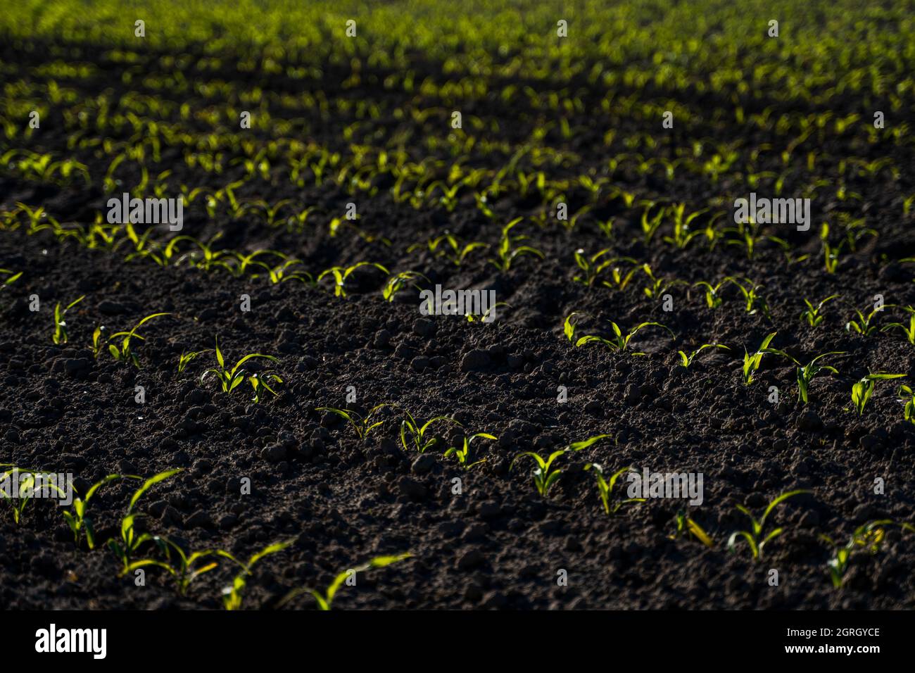 Rows of corn sprouts beginning to grow. Young corn seedlings growing in ...