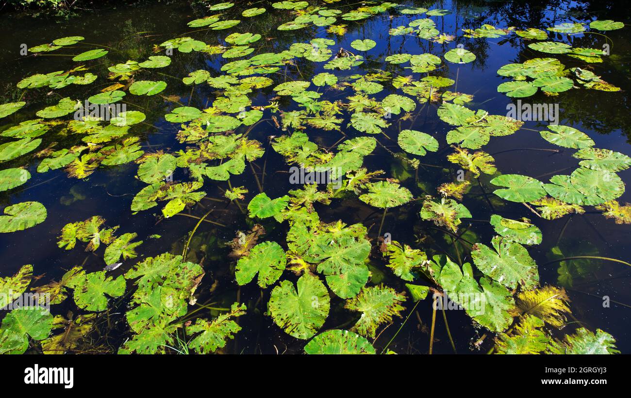 Environment green living landscapes Stock Photo - Alamy